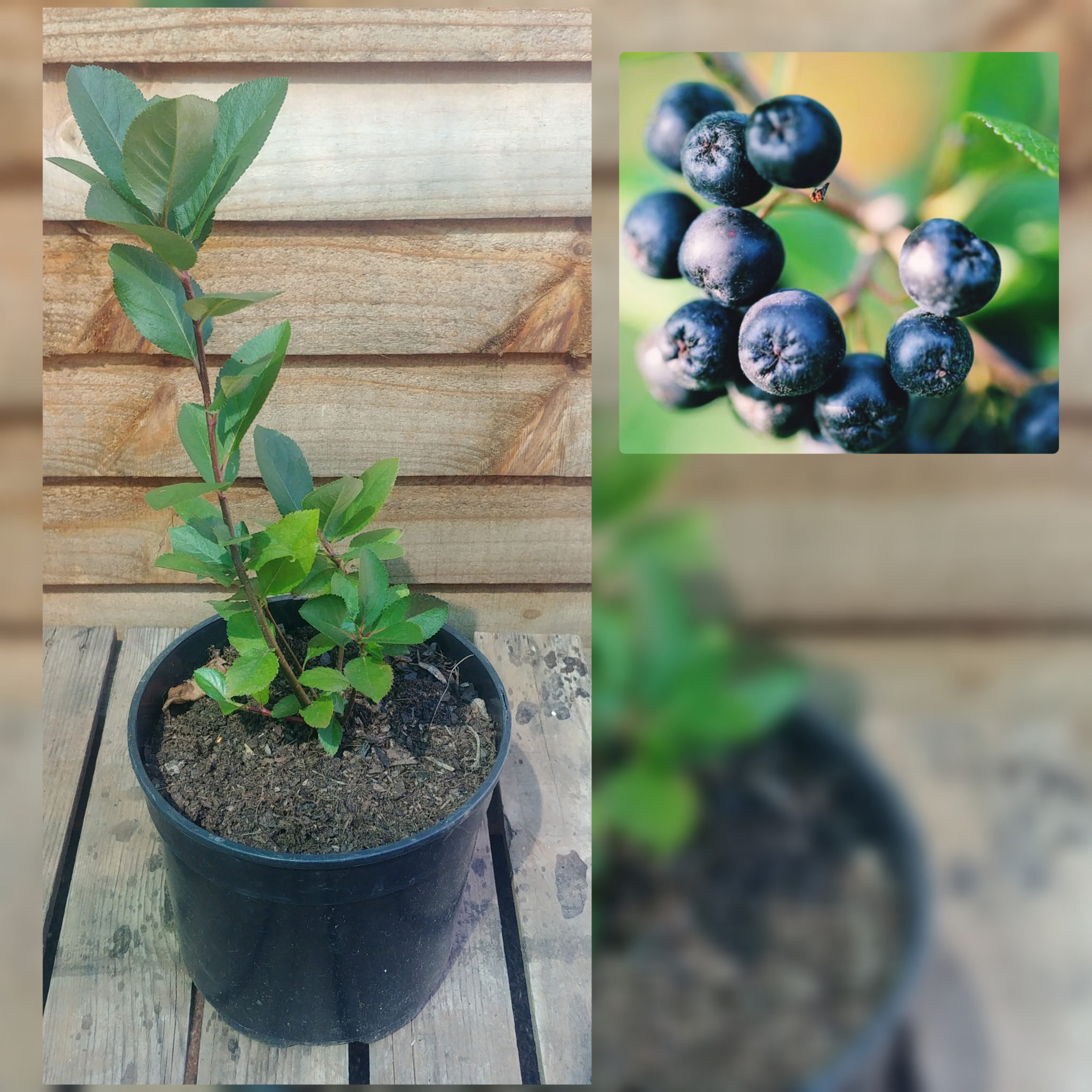 Berry Plants | Just Berry Plants