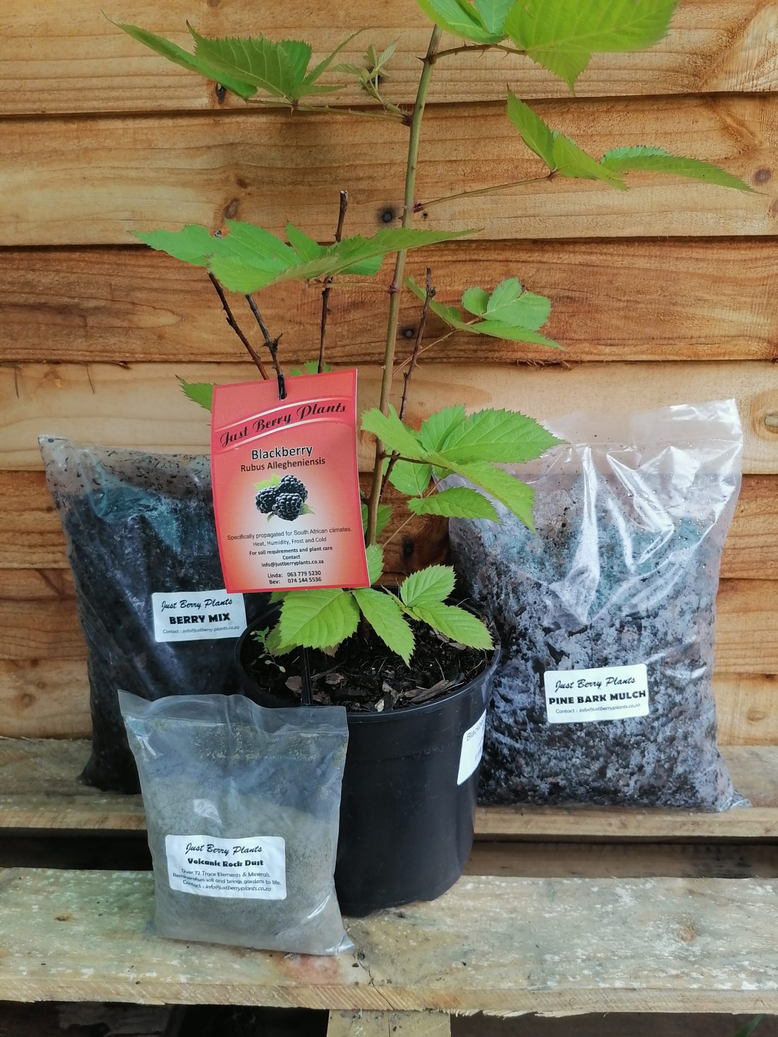Just Berry Plants – Now you can grow your own berry plants.
