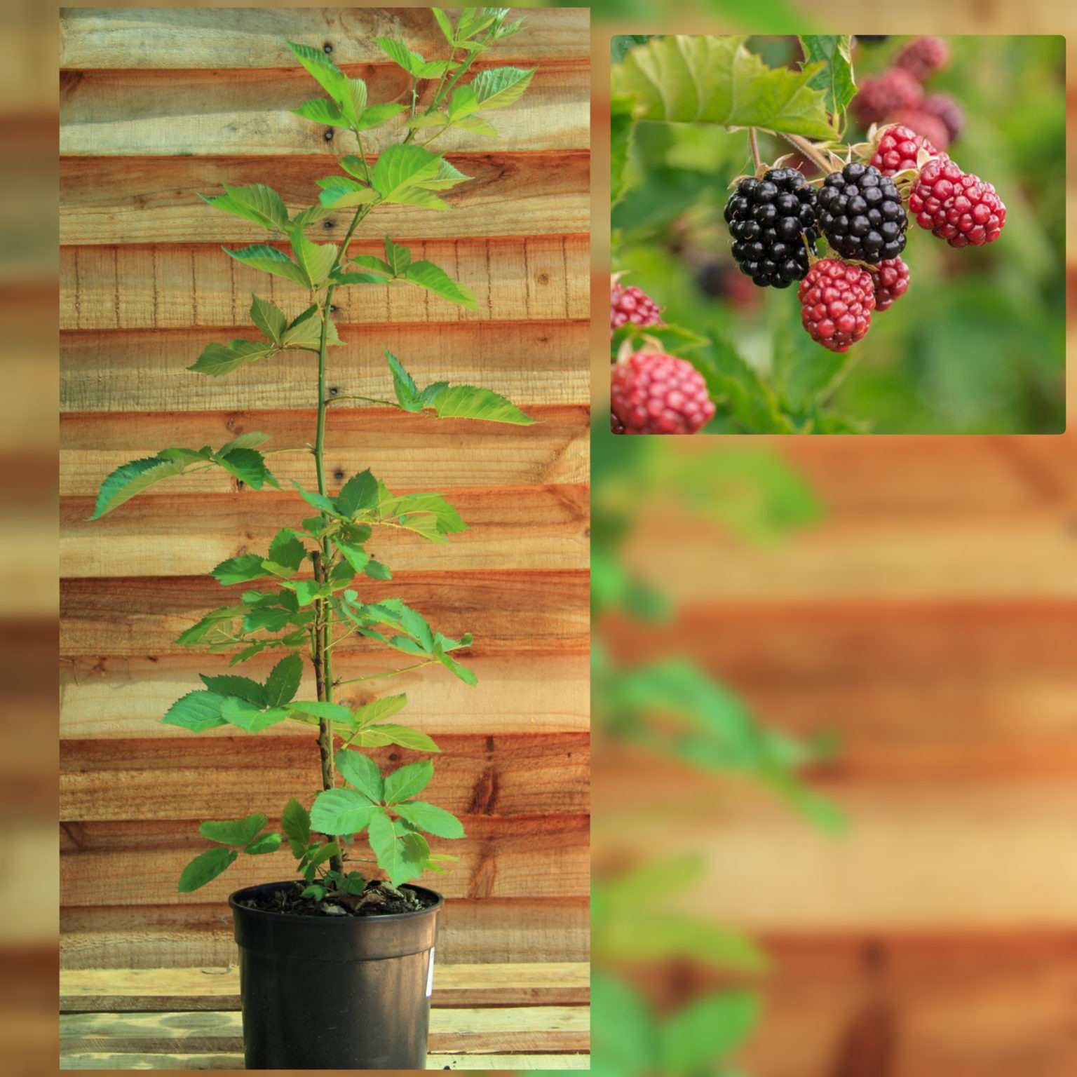 Just Berry Plants – Now you can grow your own berry plants.