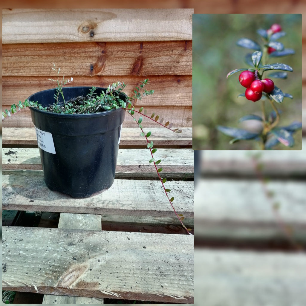 Blueberry Biloxi Sapling – Just Berry Plants