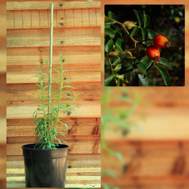 Blueberry Biloxi Sapling – Just Berry Plants