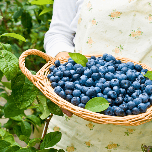 Blueberry Early/Late Sharpblue with Soils - Just Berry Plants