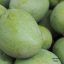 Mango Trees Archives - Just Berry Plants