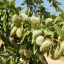 Almond Trees Archives - Just Berry Plants
