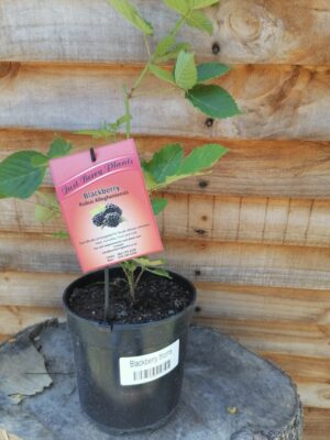 Just Berry Plants – Now you can grow your own berry plants.