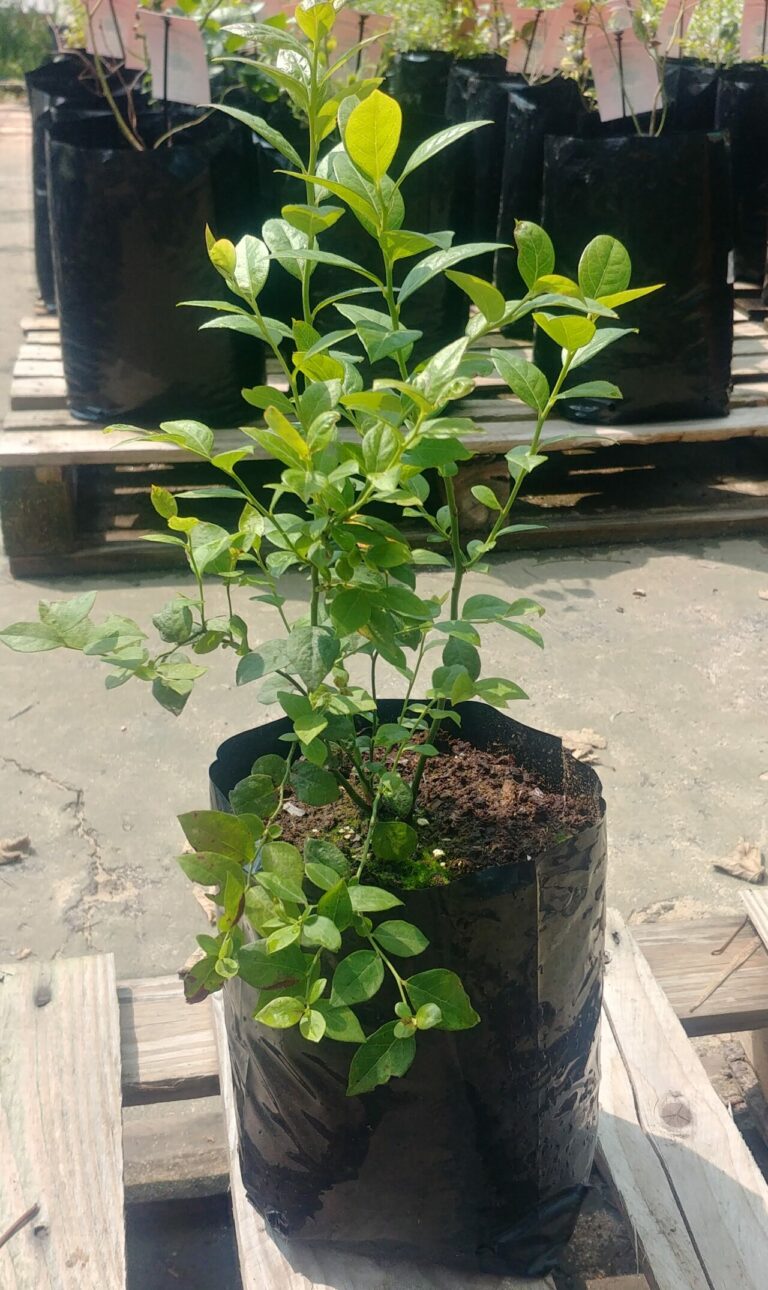 Blueberry Biloxi Sapling – Just Berry Plants