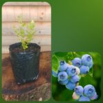 Blueberry Biloxi Sapling – Just Berry Plants