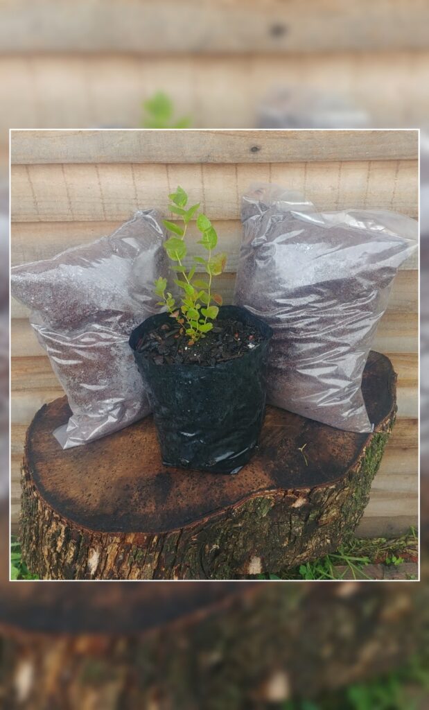Just Berry Plants – Now you can grow your own berry plants.