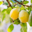 Plum Trees Archives - Just Berry Plants