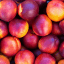 Nectarine Trees Archives - Just Berry Plants