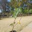 Litchi Tree - Grafted - Just Berry Plants