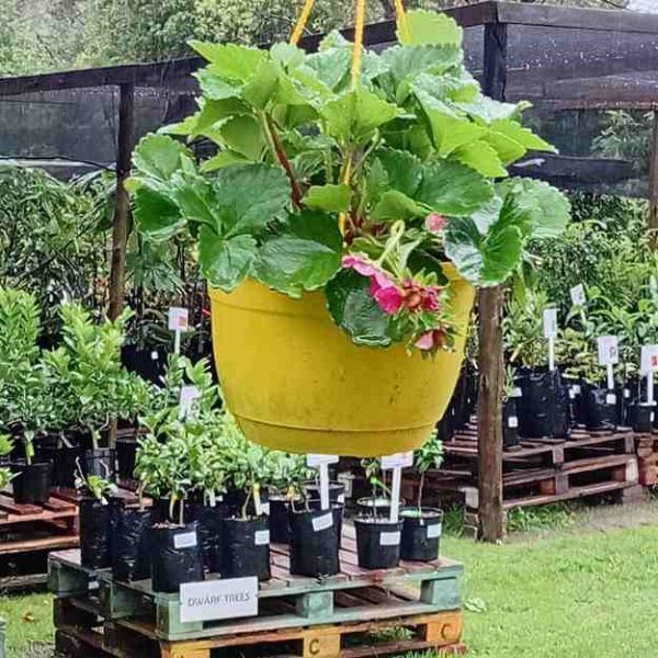 Pineberry Plant in Hanging Pot - Just Berry Plants