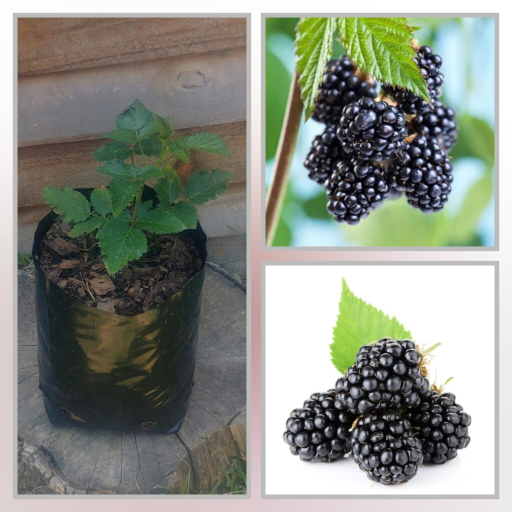 Just Berry Plants – Now you can grow your own berry plants.