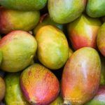 Mango Trees Archives - Just Berry Plants