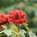 Lipstick tree Archives - Just Berry Plants