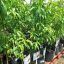 Sunlite Nectarine Tree - Just Berry Plants