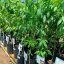 Red Velvet Peach Tree Grafted 10L - Just Berry Plants