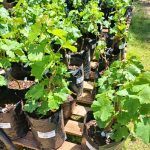 Crystal White Grape - Just Berry Plants