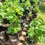 Crystal White Grape - Just Berry Plants