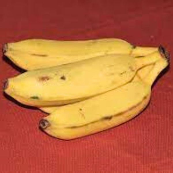 Lady Finger Banana Tree - Just Berry Plants